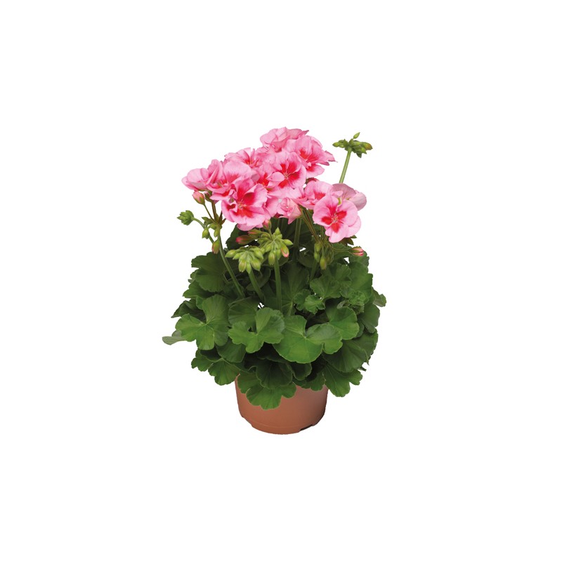 calliope rose splash | Vrtnarstvo IRIS