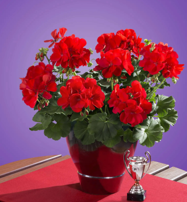 Pelargonija CALLIOPE CHAMPION FIRE RED L13 | Vrtnarstvo IRIS